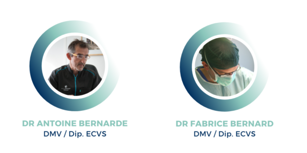 CHV Saint-Martin – ProgressVet